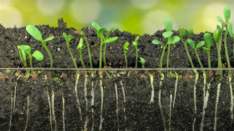 Direct Sowing For Beginners How To Plant Seeds Directly In The Garden