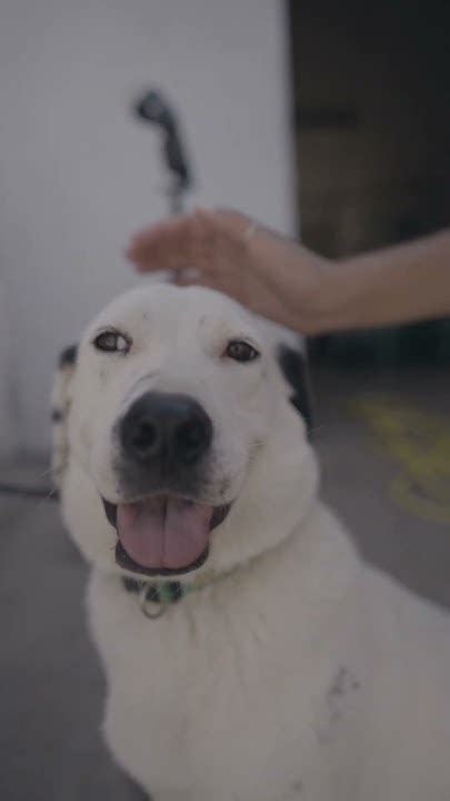 Тайната на Тибор Youtube