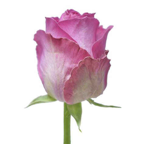 Candy Avalanche Bellaflor Group Ecuador