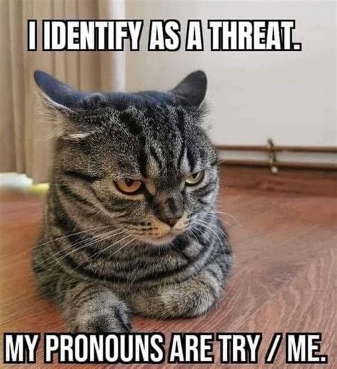 20 Hilarious Cat Lady Memes You Would Totally Love