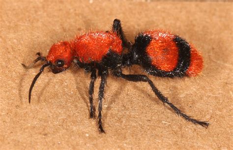 Maryland Biodiversity Project Cow Killer Dasymutilla Occidentalis