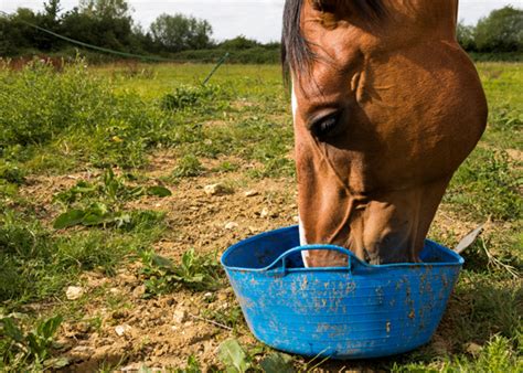 Safety Out Of The Saddle Best Practices On The Ground Horse Rookie