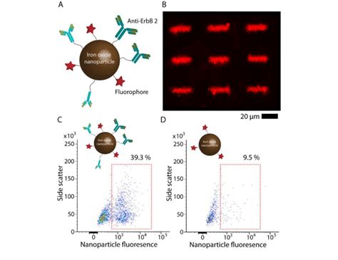 Targeted Cell Labeling With The Magnetic Nanoparticles Released From