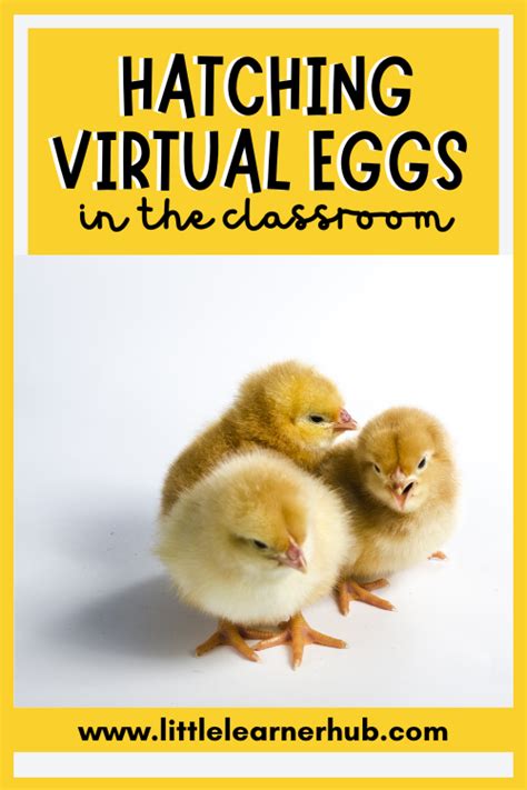 Chick Hatching Classroom Activities Bring The Magic Without The Mess Little Learner Hub
