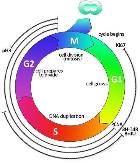 Cell Cycle And Cancer Diagram Quizlet