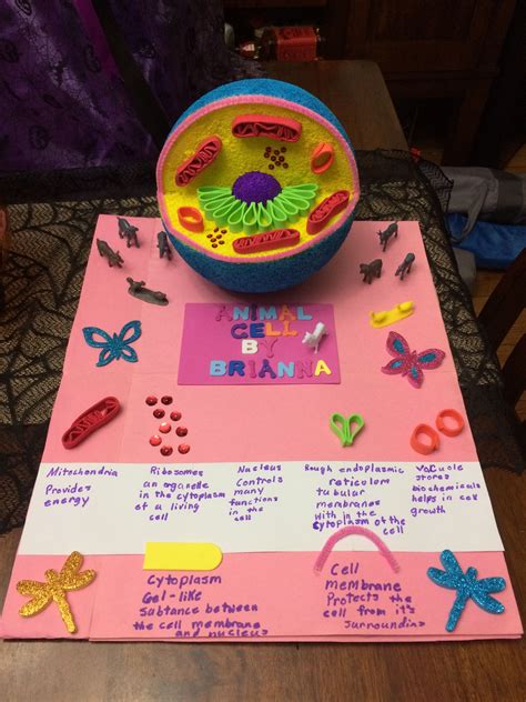 Animal Cell Model Ideas For Your Science Project Easy And Creative Vrogue