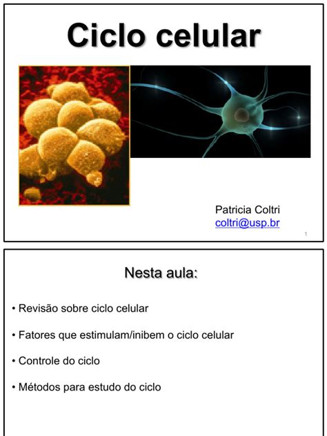 Ciclo Celular 23 Pdf