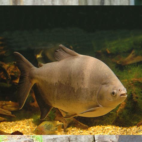 Pacu Ouwehands Dierenpark Themeparkplanner