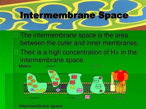 Ppt The Mighty Mitochondria Powerpoint Presentation Free Download