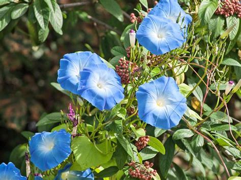 What Is Morning Glory In Plants At Erin Patteson Blog