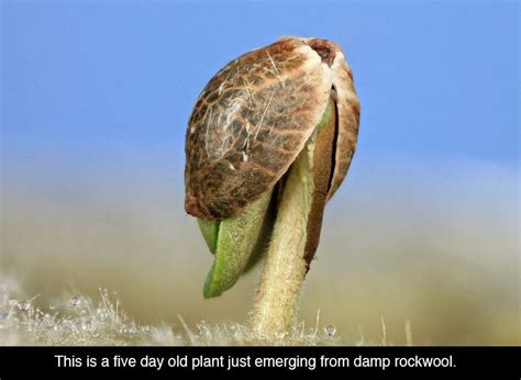 Cannabis Under The Microscope Up Close And Personal