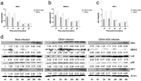 Suppression Of The Rig I And Mda 5 Signalling Pathways In Denv Ade Download Scientific Diagram