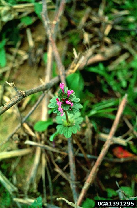 Common Dead Nettle Ssisc