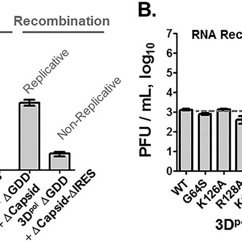 Enterovirus Replication Cycle The Enterovirus Replication Cycle Is