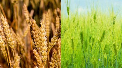 Wheat Vs Barley Whats The Difference
