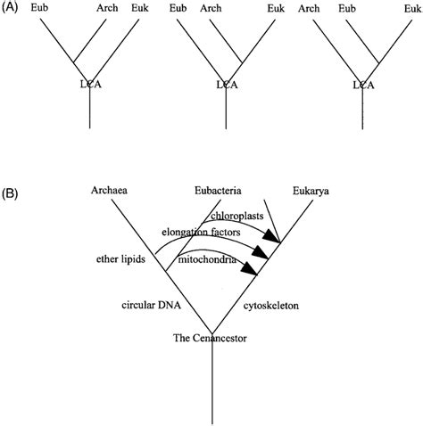 Eubacteria And Archaebacteria Research Tools Cavendish Square