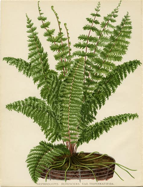 Vintage Fern Illustration The Old Design Shop