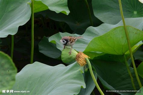 小麻雀 摄影图鸟类生物世界摄影图库昵图网