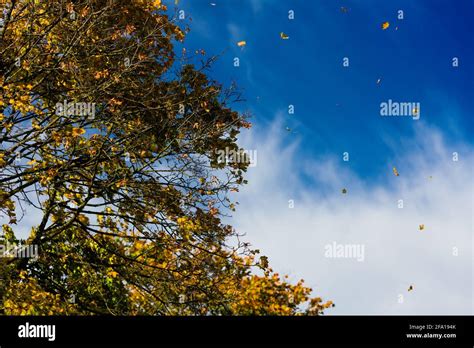 Tree In Autumn Or Fall The Wind Is Blowing Away The Colorful Leaves