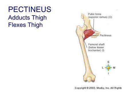 Ppt Bio 210 Chapter 10 Part 2 Powerpoint Presentation Free Download