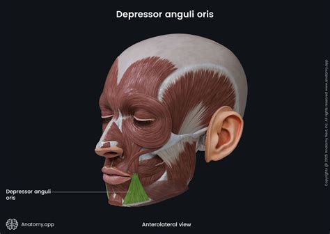 Depressor Anguli Oris Anatomyapp