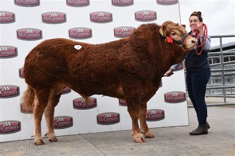 Uptonley Nobby Sells For 4800gns At Brecon Limousin Sale British