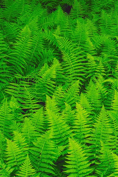 14 Pflanzen Die Im Schatten Wachsen Natürliche Schönheiten Für Schattige Gartenecken