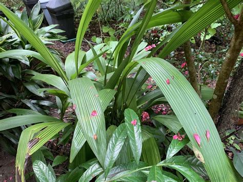 Palm Grass Setaria Palmifolia