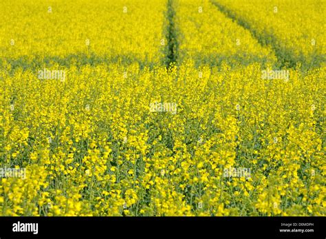 Raps Feld Hintergrund Fotos Und Bildmaterial In Hoher Auflösung Alamy