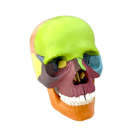 Lyou Human Skull Model For Learning 15 Part Exploded Skull Model For