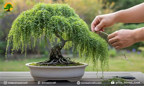 How To Care For Weeping Willow Bonsai Bonsai Craft