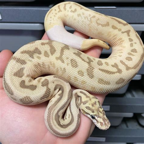 Operation Python Added A New Photo Operation Python