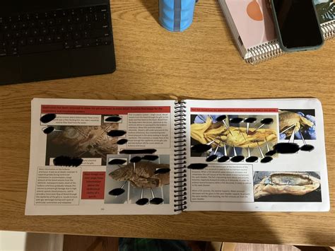 Prelab 10 Superclass Gnathostomata Diagram Quizlet