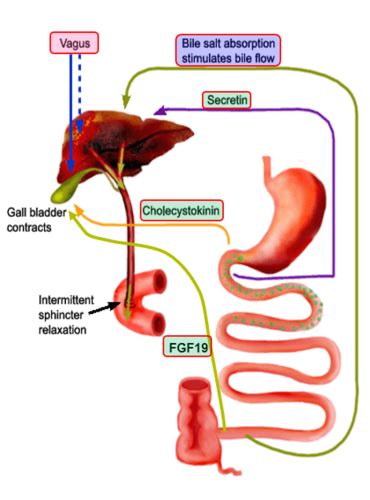 L10 Bile Salt Metabolism Flashcards Quizlet
