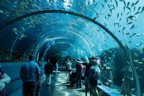 Chattanooga Aquarium Tennessee Aquarium Ocean Journey By Chermayeff