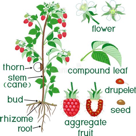 Parts Of Plant Morphology Of Raspberry Shrub Stock Vector