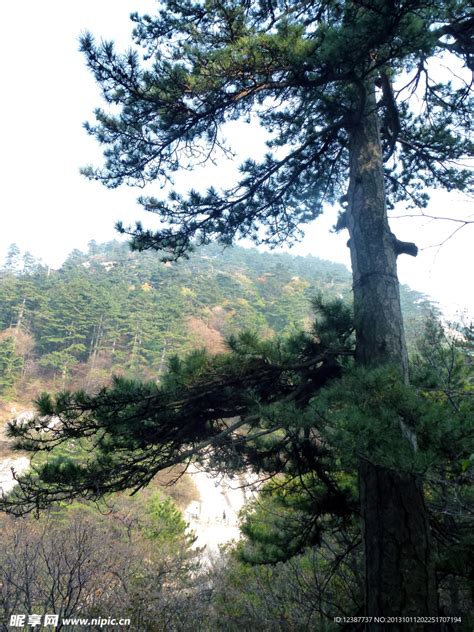 青松树摄影图 树木树叶 生物世界 摄影图库 昵图网