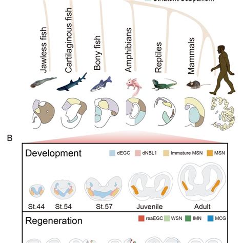 Salamander Brain Development And Regeneration During Vertebrate Brain Download Scientific