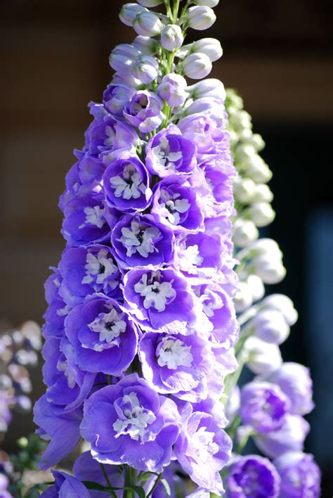 July Birth Flower Larkspur And Water Lily
