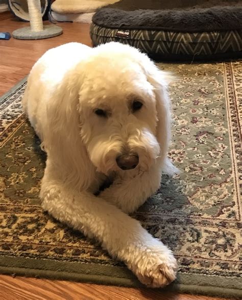 Author Joy Collins Womens Fiction Books