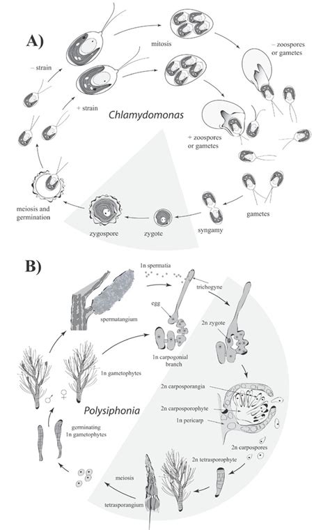 Ectocarpus Life Cycle Ppt