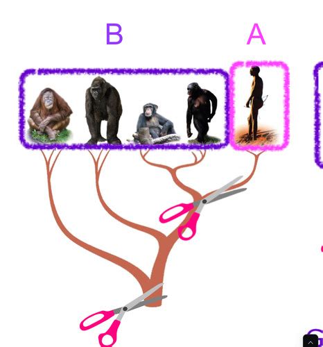 Evolution Exam I Flashcards Quizlet