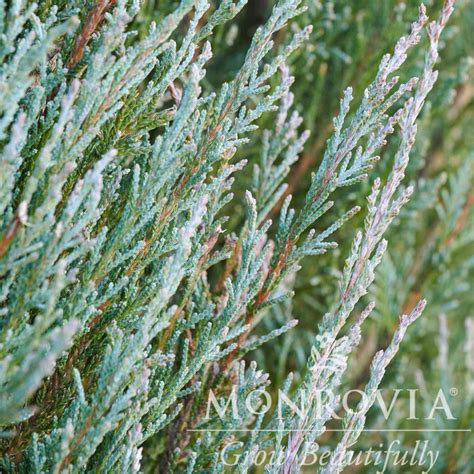 Blue Arrow Juniper Tree The Sill