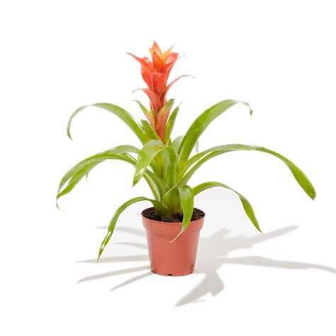 Bromeliad Small Bug Pets Ltd
