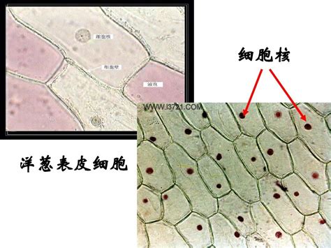 红辣椒表皮细胞结构图 红辣椒果皮细胞手绘图 伤感说说吧