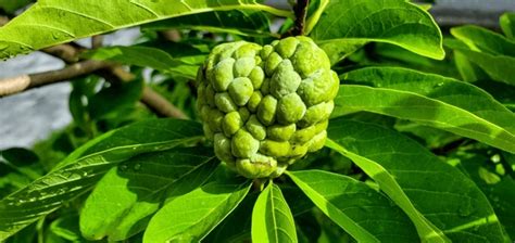 14 Custer Apple Fruit Royalty Free Photos And Stock Images Shutterstock