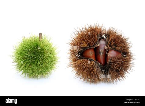 Chestnut Shell