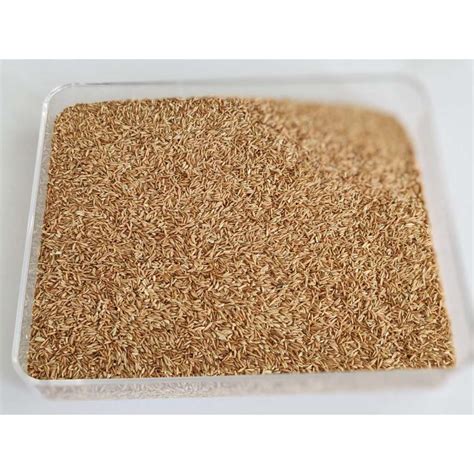 Trial Pack Tifdwarf Hybrid Bermuda Grass Seeds 50g 25000 Seeds
