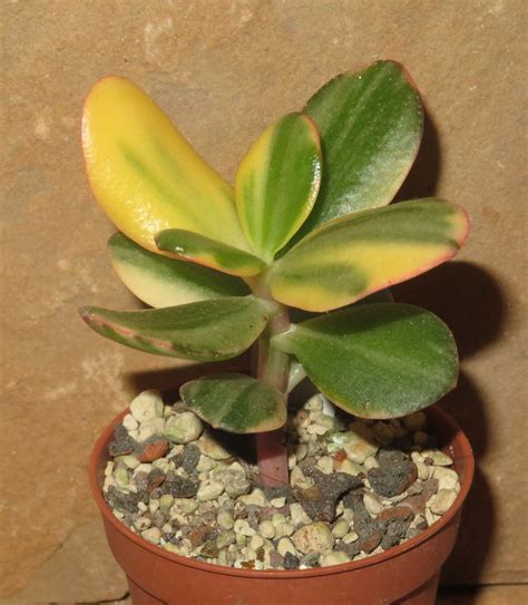 Crassula Argentea Cv Maruba Nishiki Variegata Culture Plants