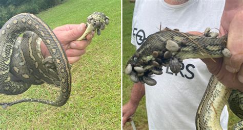 Mums Horrifying Discovery On Snake In Byron Bay Backyard